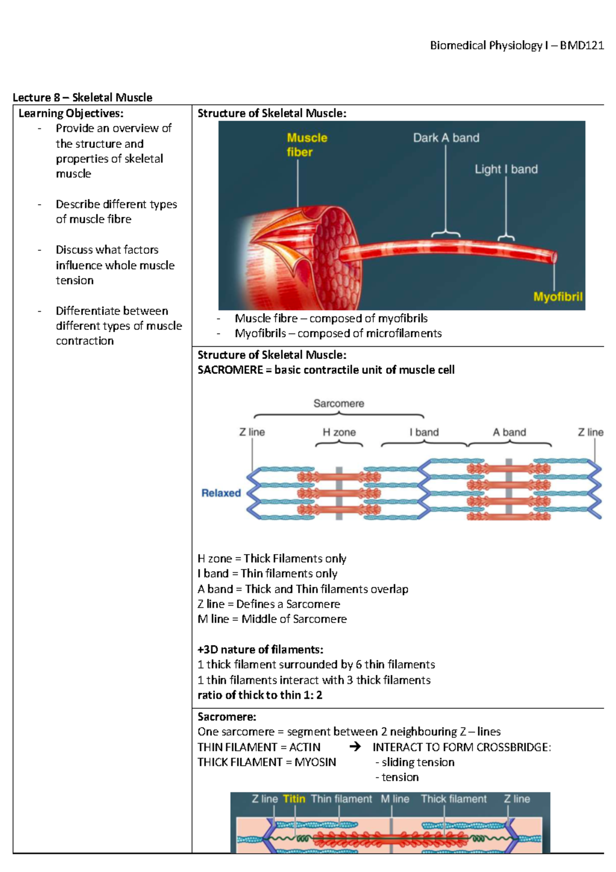 Lecture 8 - Skeletal Muscle - **Lecture 8 – Skeletal Muscle ** Learning ...