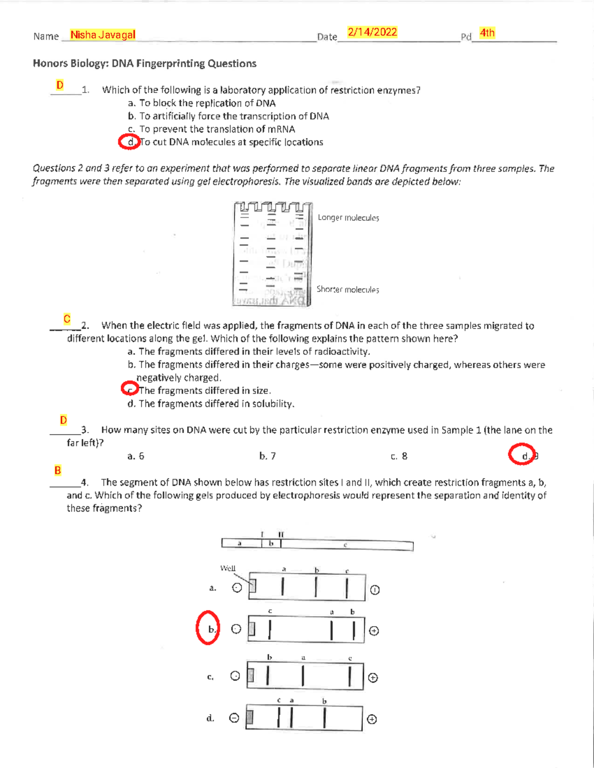 Biology 1 - dna fingerprinting questions KEY - BIOS 041 - Studocu