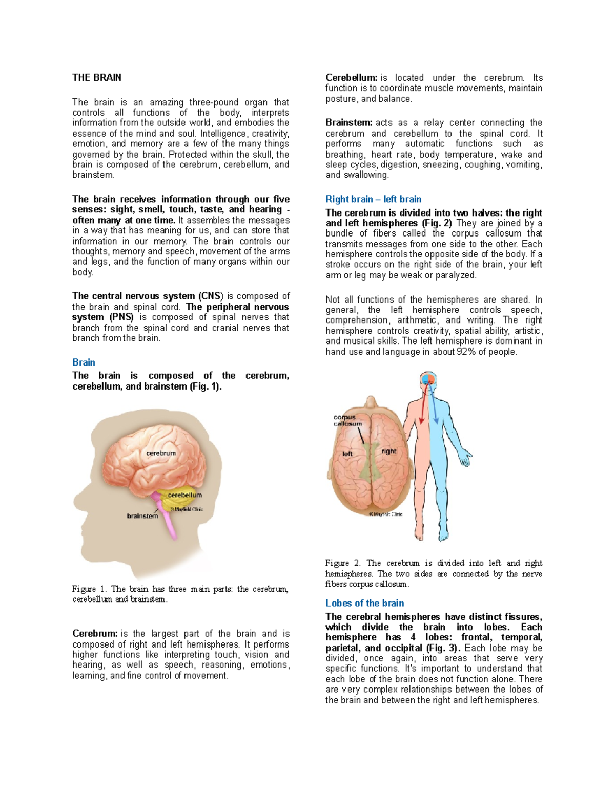 physio psych the brain - THE BRAIN The brain is an amazing three-pound ...