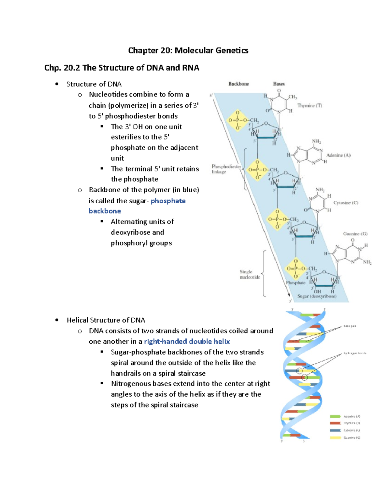 Chapter 20.2 The Structure of DNA and RNA - Chapter 20: Molecular ...