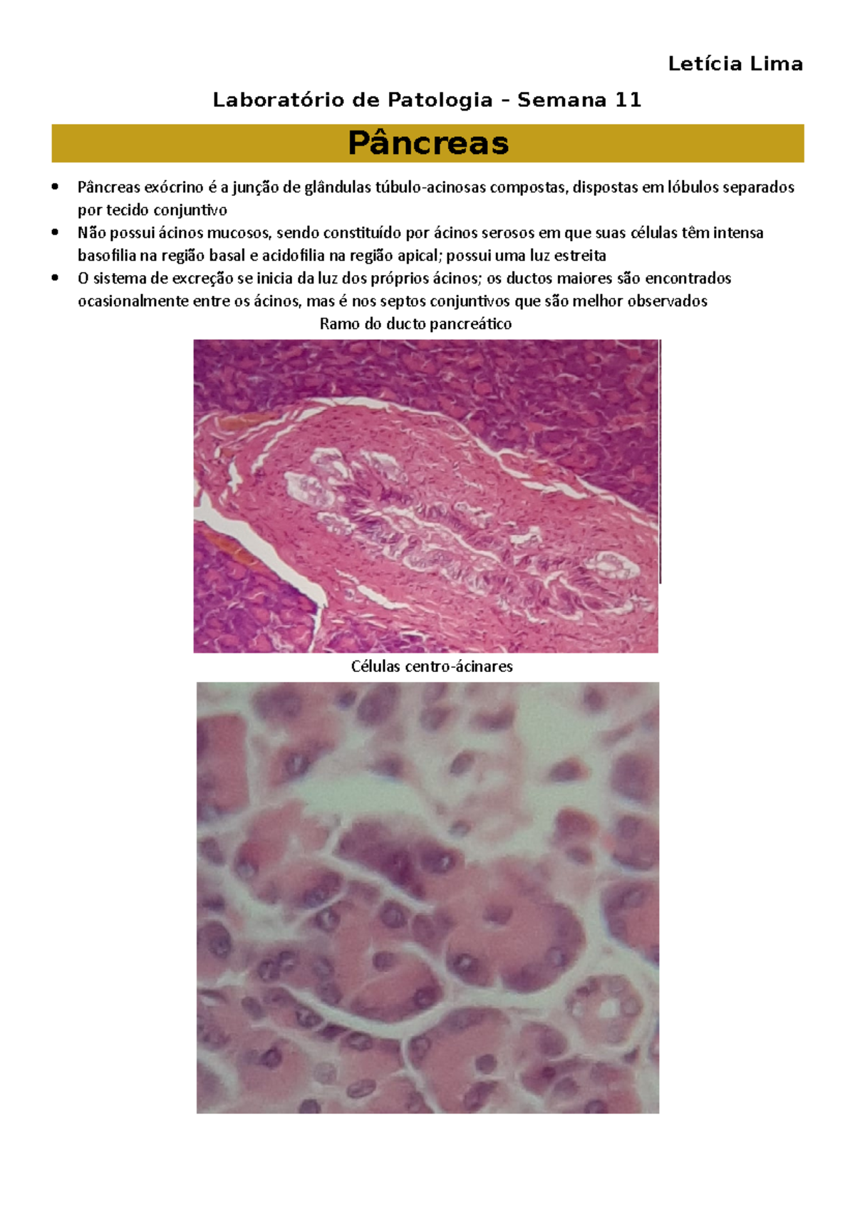 Semana 11 - Pâncreas - Laboratório prático - microscopia + anotações ...