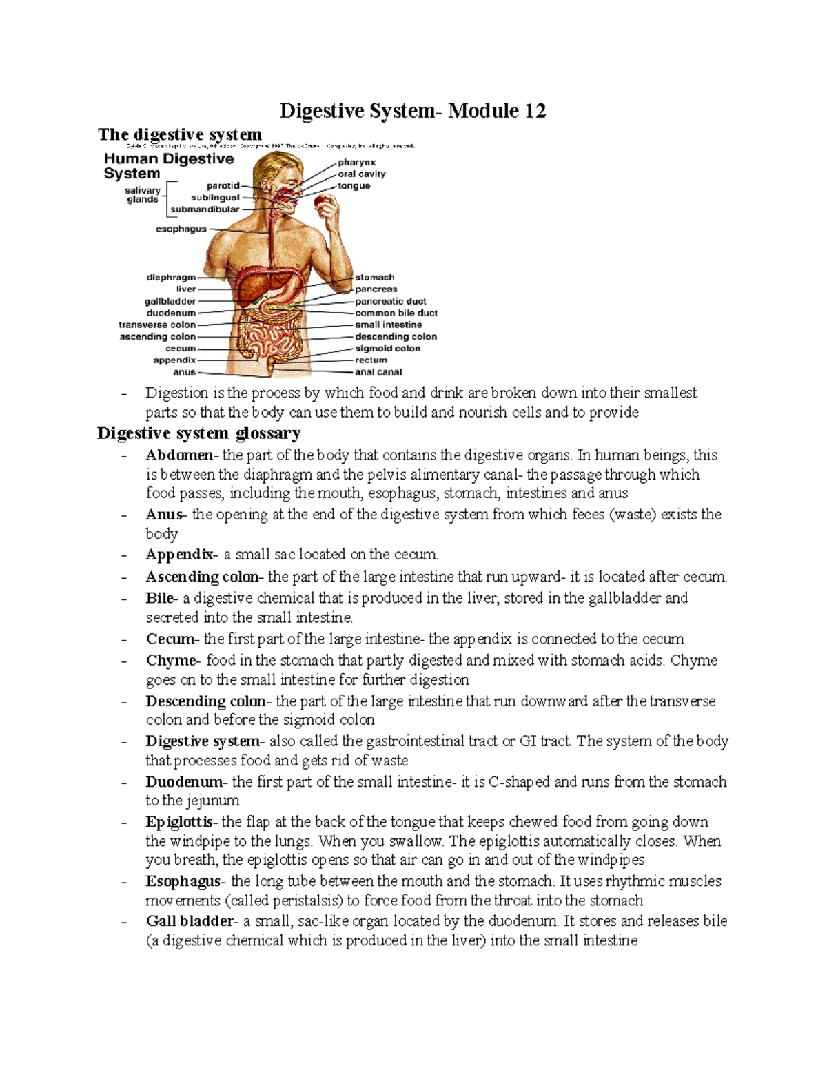 Digestive System - In human beings, this is between the diaphragm and ...