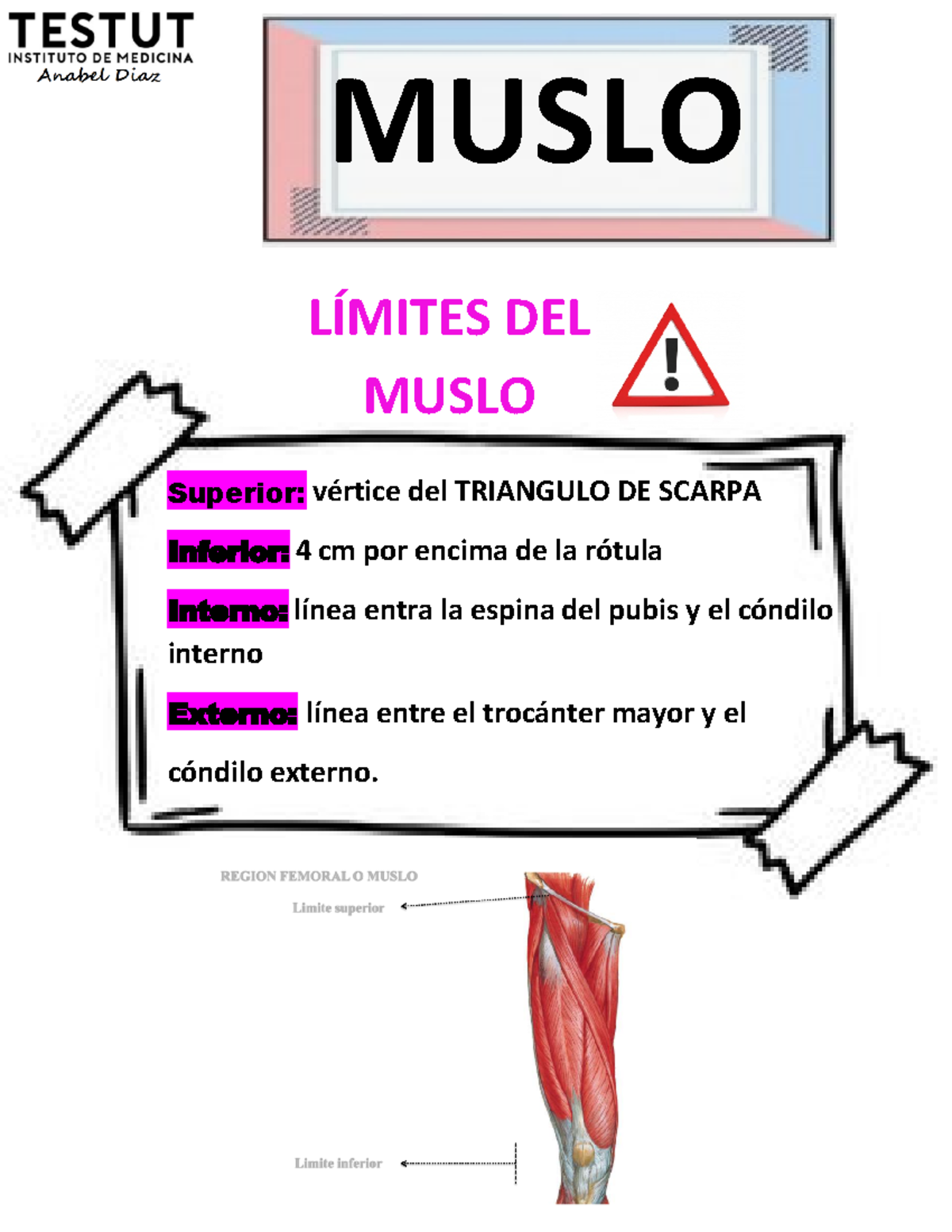 Muslo - MUSLO LÍMITES DEL MUSLO Superior: vértice del TRIANGULO DE ...