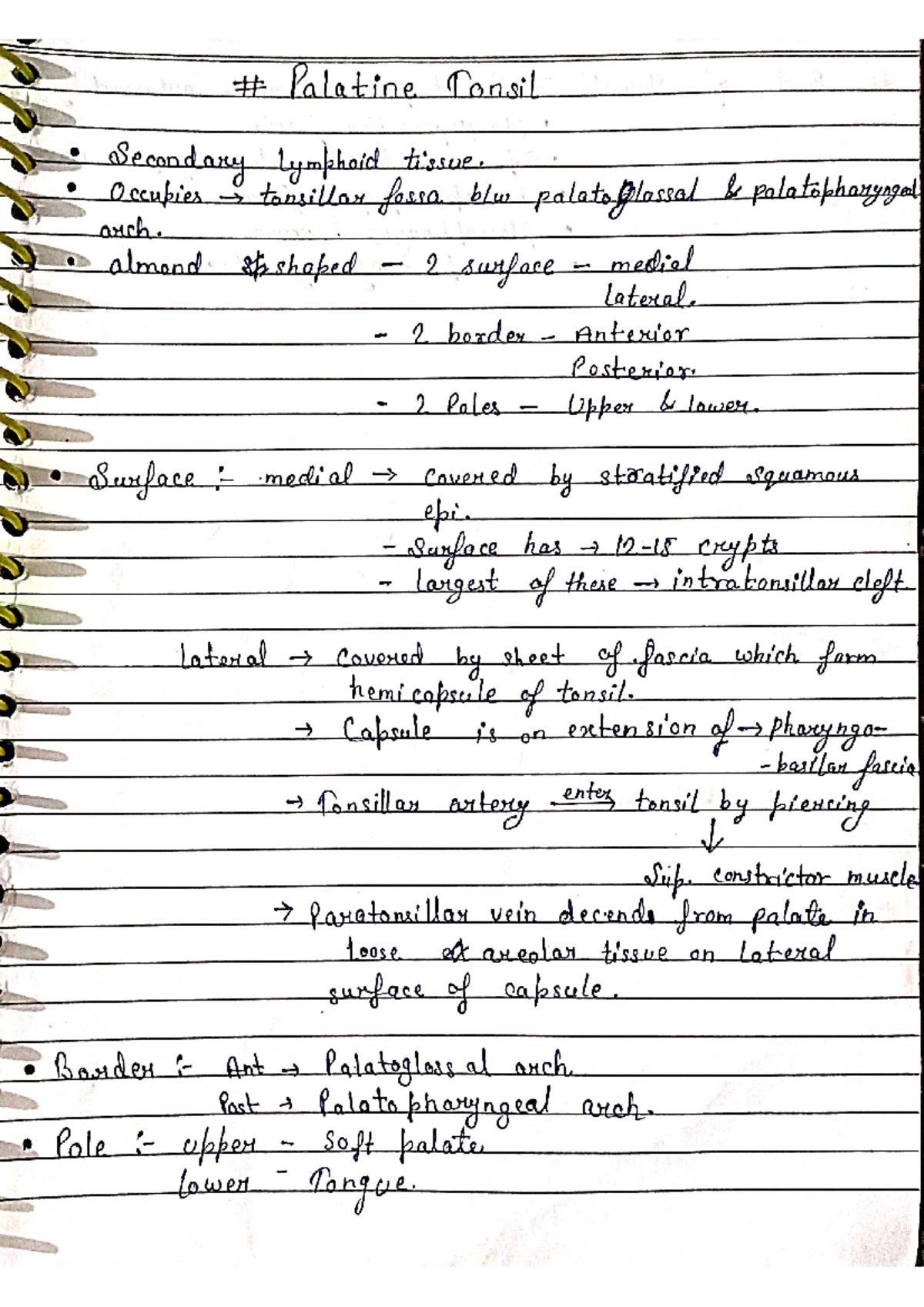 Palatine tonsil - Occupies tonsillar fossa palato plossal ...