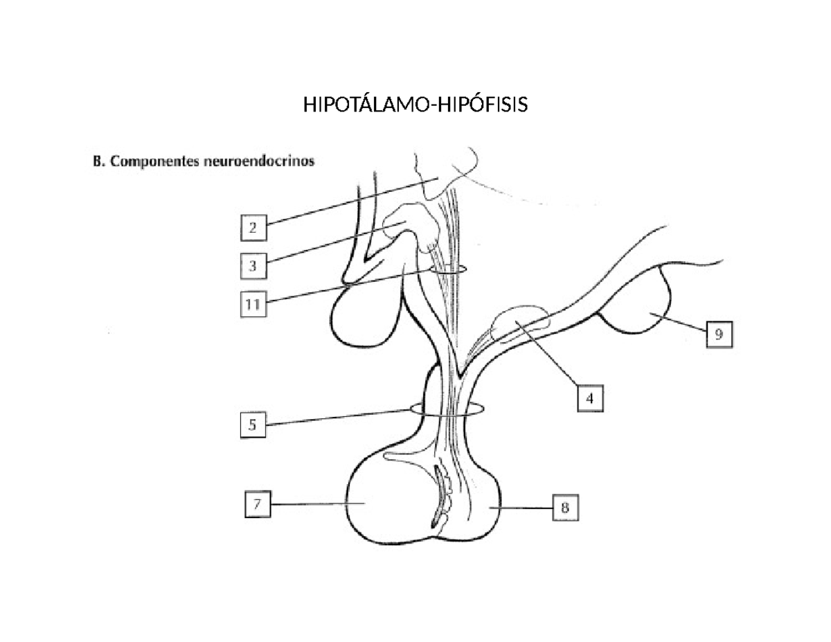 Anatomía Hipotálamo- Hipófisis - Taller de invetigacion - HIPOTÁLAMO-HIPÓFISIS - Studocu