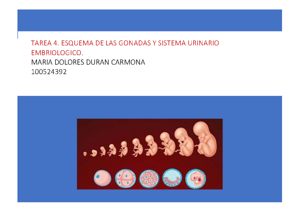 Esquema sobre las gonadas - TAREA 4. ESQUEMA DE LAS GONADAS Y SISTEMA ...