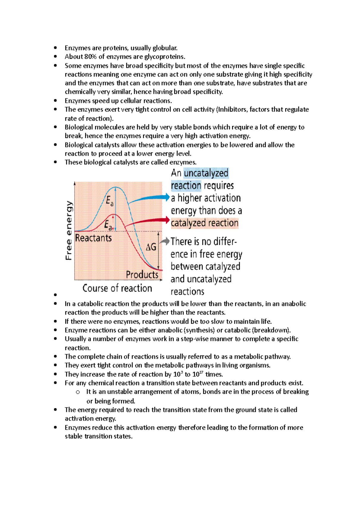 Enzymes Lecture Notes - Enzymes are proteins, usually globular. About ...