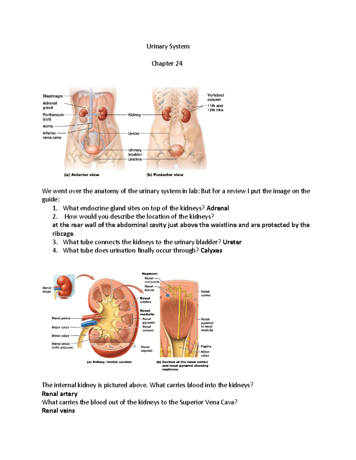 Urinary System Concept Guide - BIOS 2320 - MCC - Studocu