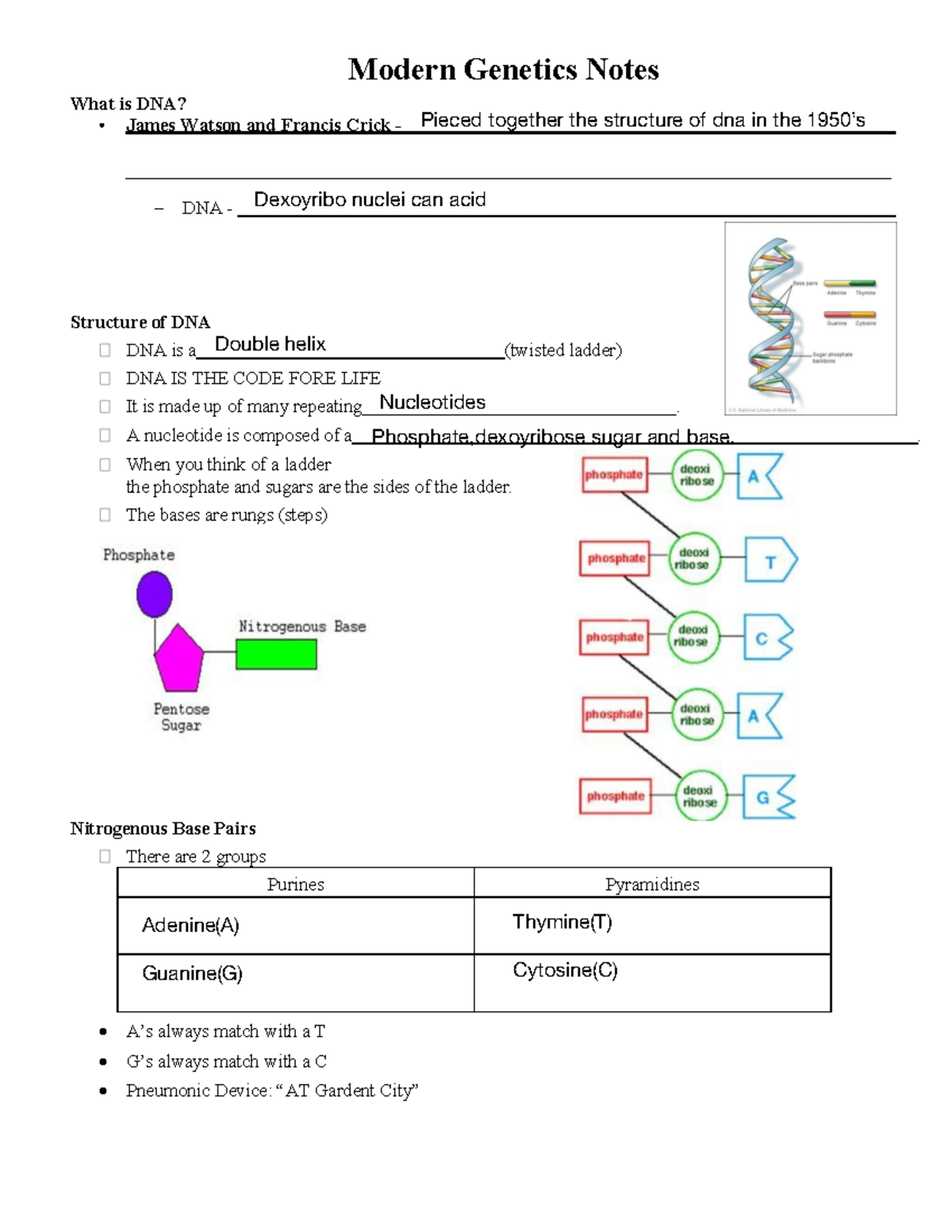 Modern Genetics Notes Science 8 - What is DNA? Modern Genetics Notes ...
