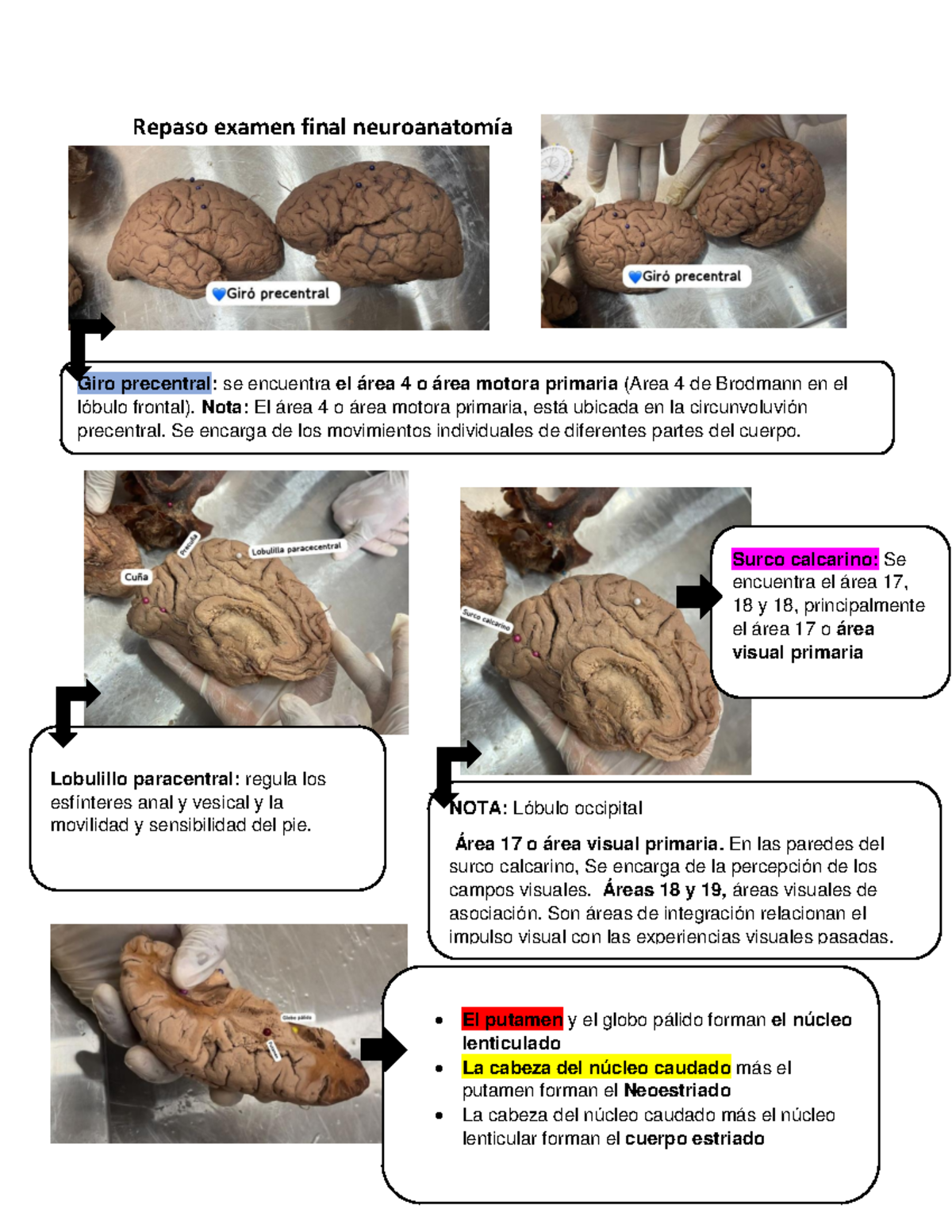 Repaso examen final neuroanatomía ( Pasar SI O SI Neuro) - Repaso ...
