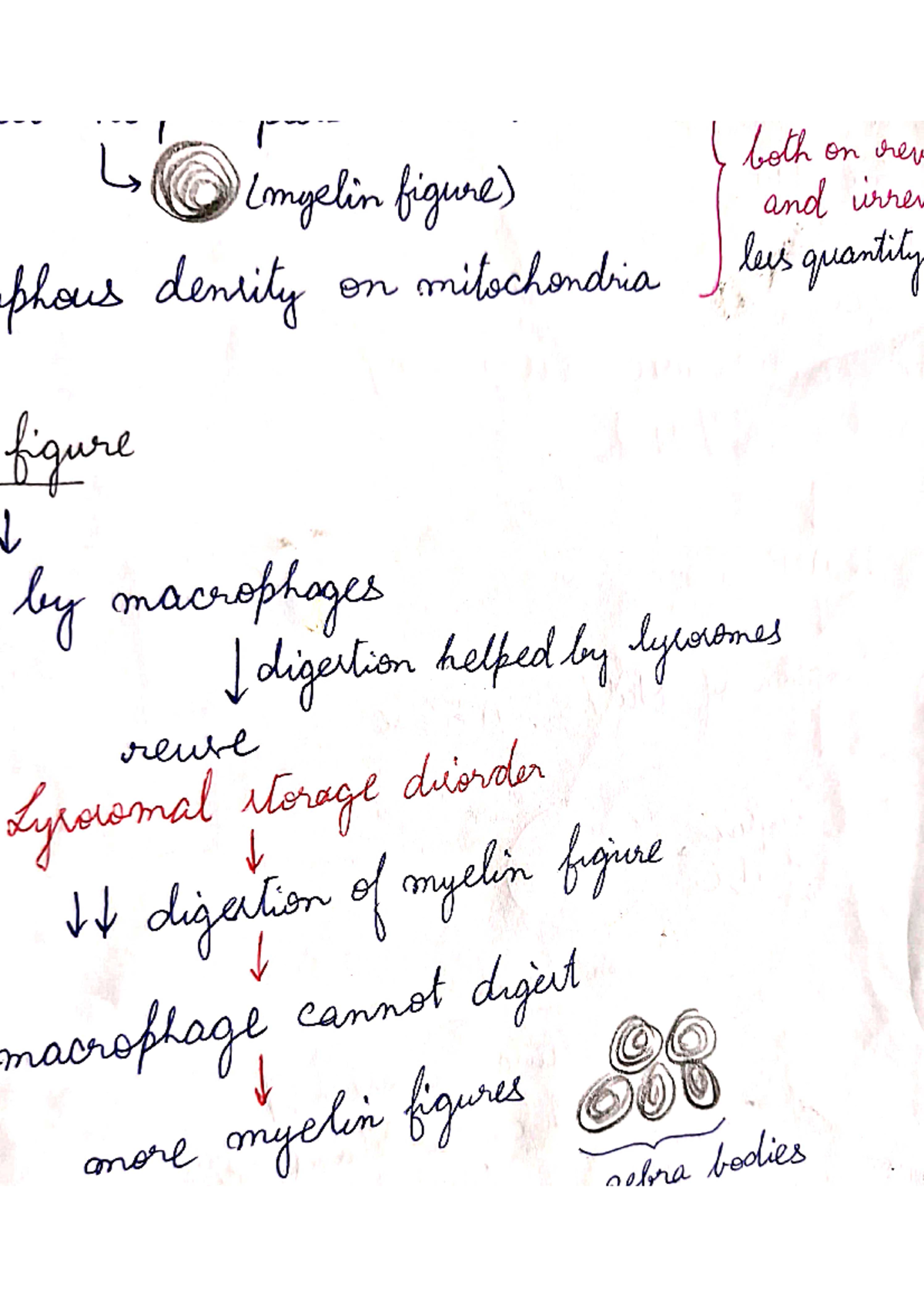 PATHOLOGY LECTURE NOTES FROM COACHING APPS INCLUDING DIAGRAMS AND ALLL ...