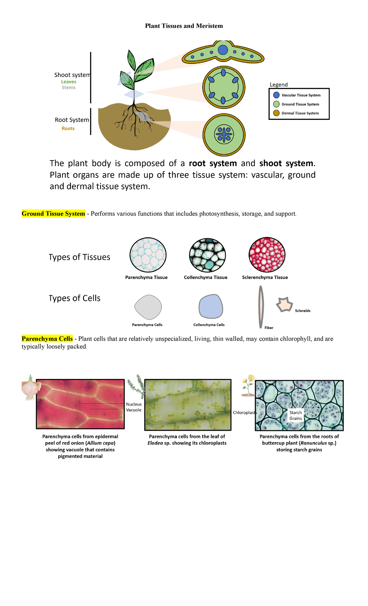 Botany-Reviewer - Lecture notes 1 Full Details - Plant Tissues and ...