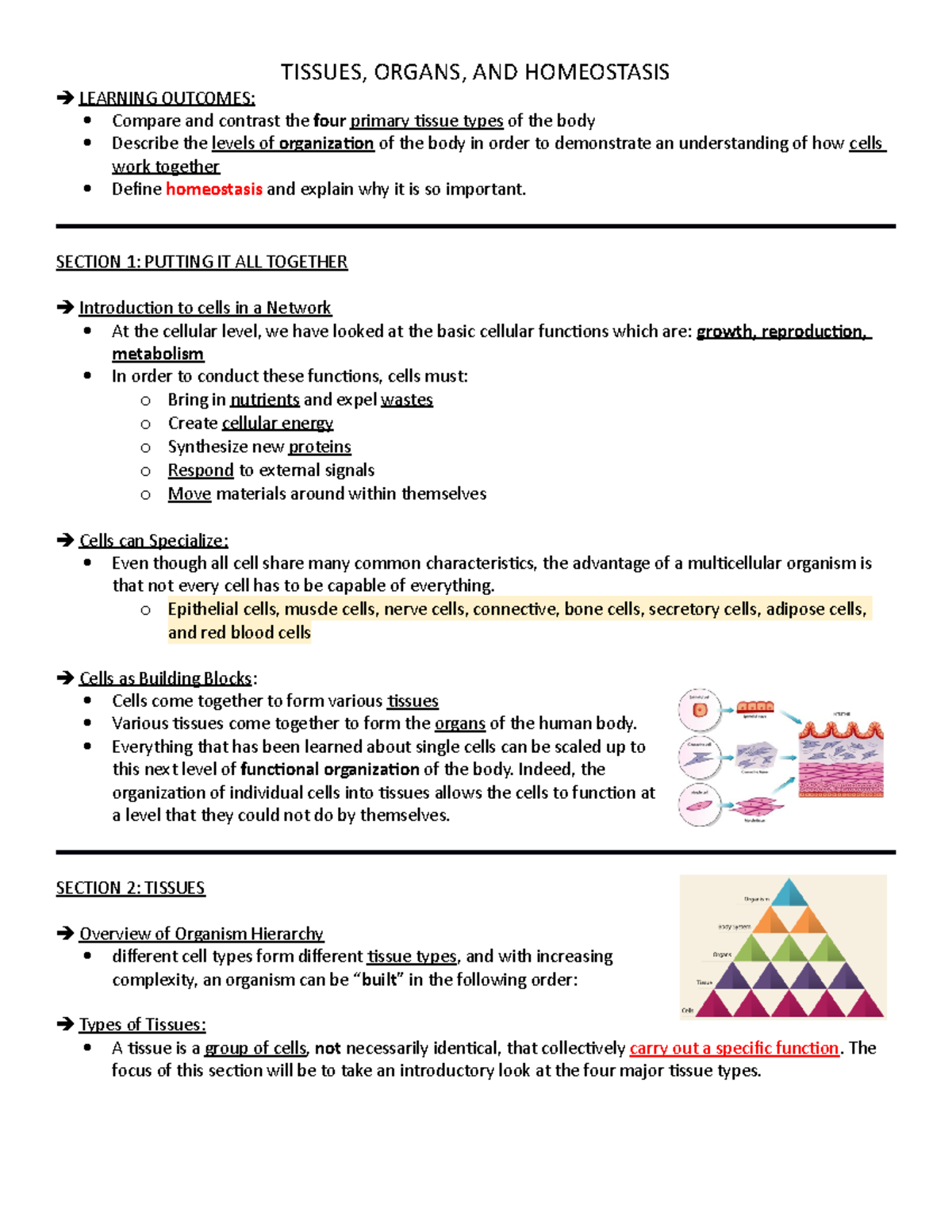 Module 10 - phgy - TISSUES, ORGANS, AND HOMEOSTASIS LEARNING OUTCOMES ...