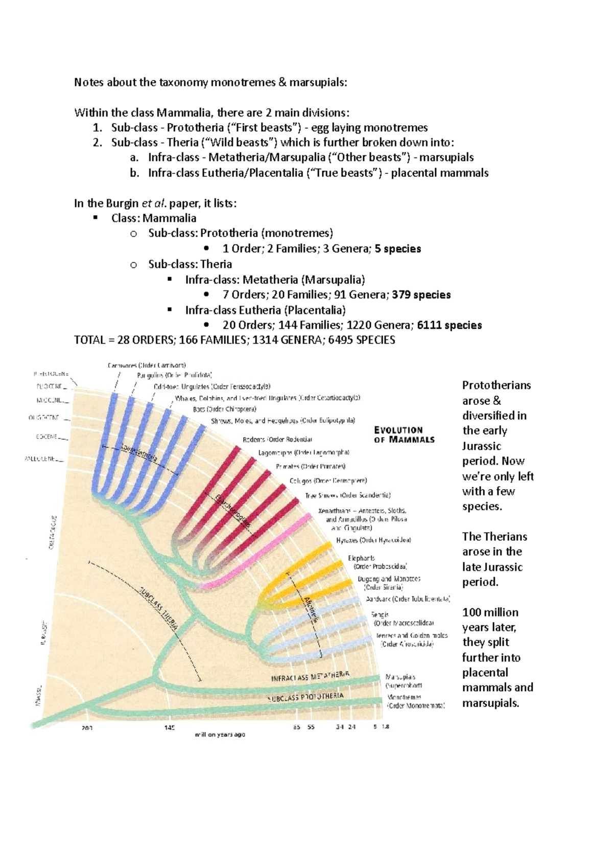 Notes about the taxonomy monotremes - Sub-class - Prototheria (“First ...