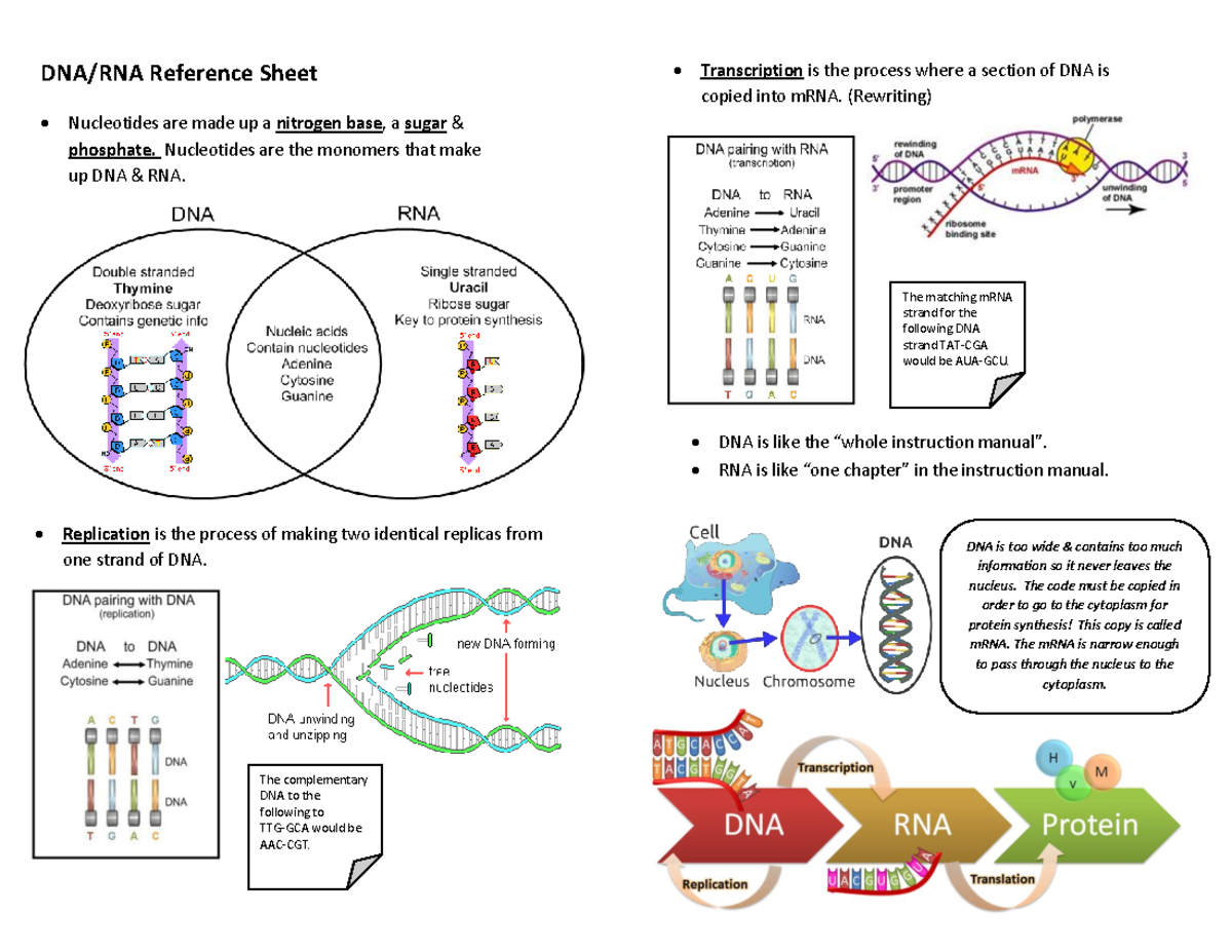 DNA review - Dna/Rna structure - DNA/RNA Reference Sheet Nucleotides ...