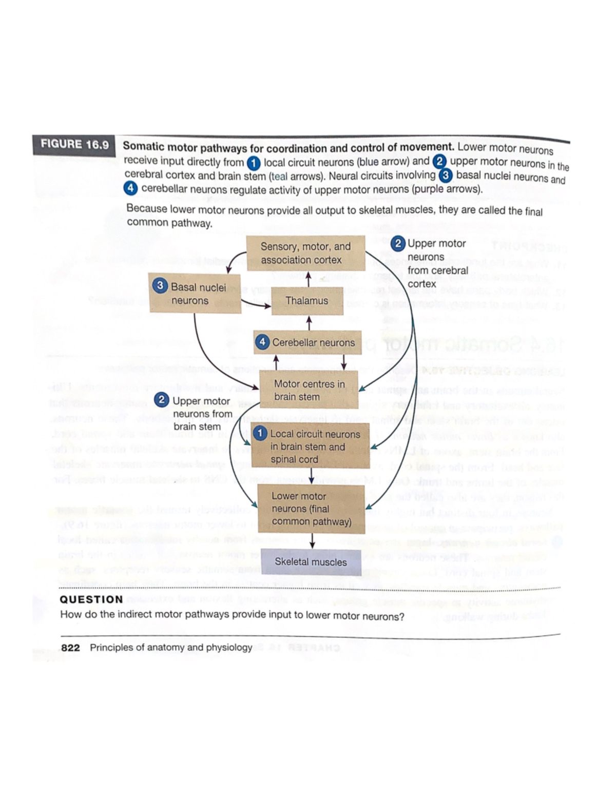 Pathways for coordination and control of movement. Lower motor neurons ...