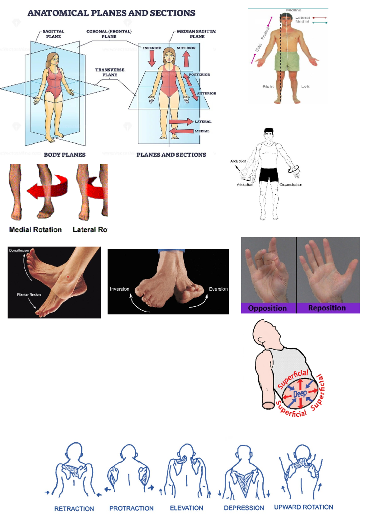 Pathfitpics - AAAASASASASA - Information technology - ANATOMICAL PLANES ...