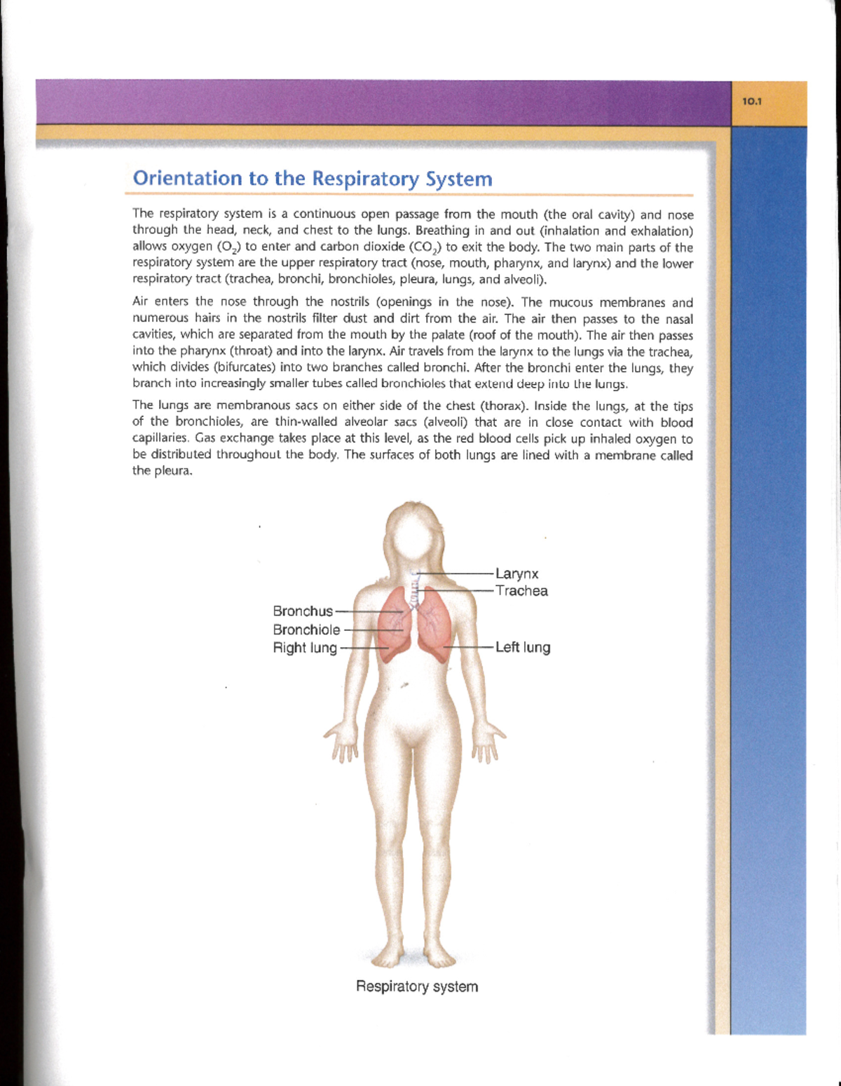 Health Supplement pt 3 - 10 Orientation to the Respiratory System The ...
