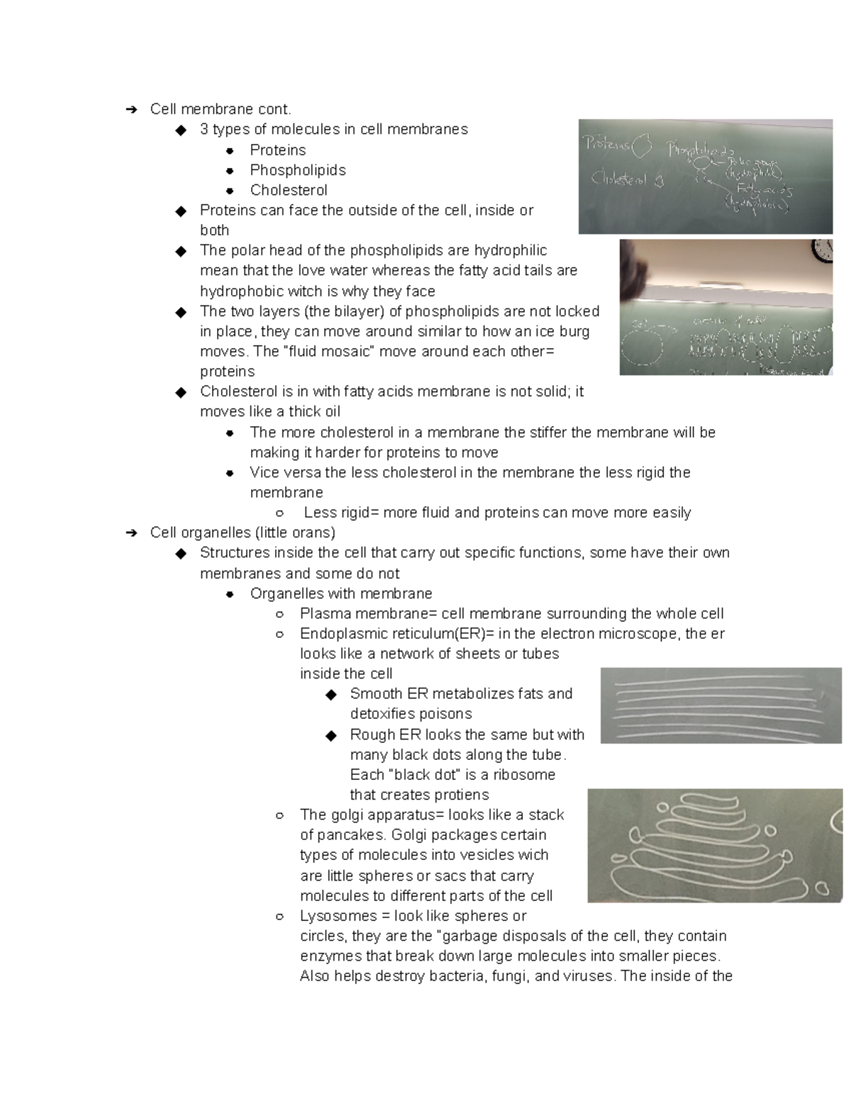 Bio notes cell membrane - Cell membrane cont. 3 types of molecules in ...