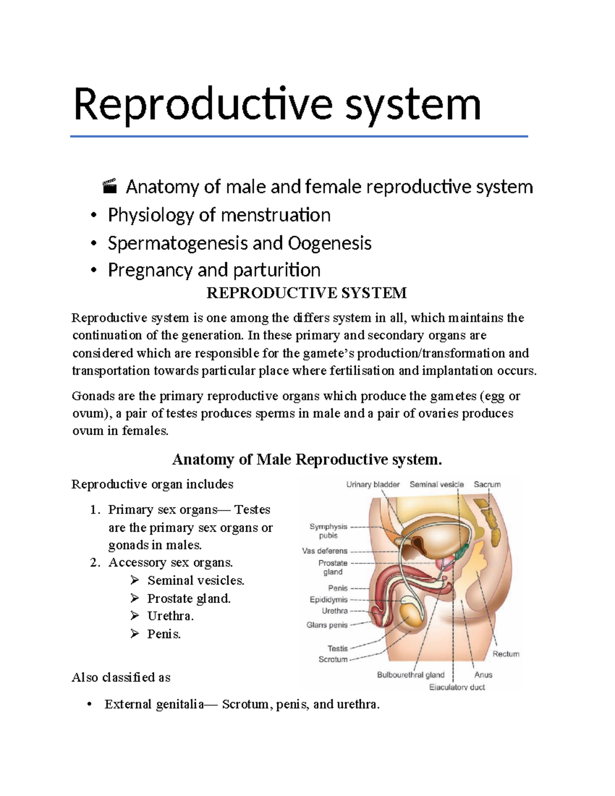 Reproductive System Lecture Notes Reproductive System Anatomy Of