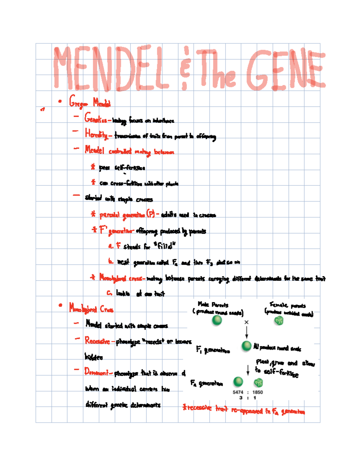 Chpt. 14 Mendel and the Gene - Gregor Mendel Genetics ...