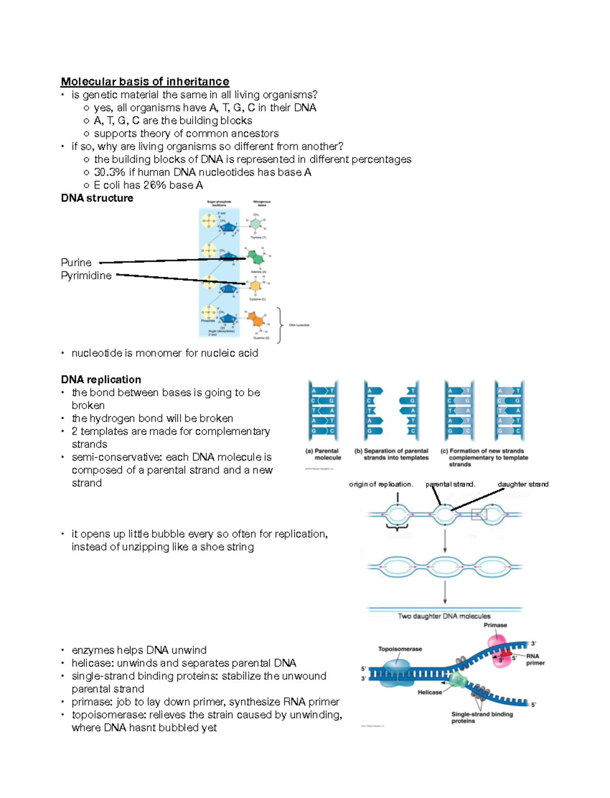 Ch 16 lecture - introductory biology course, professor: janel zeman - Molecular basis of ...