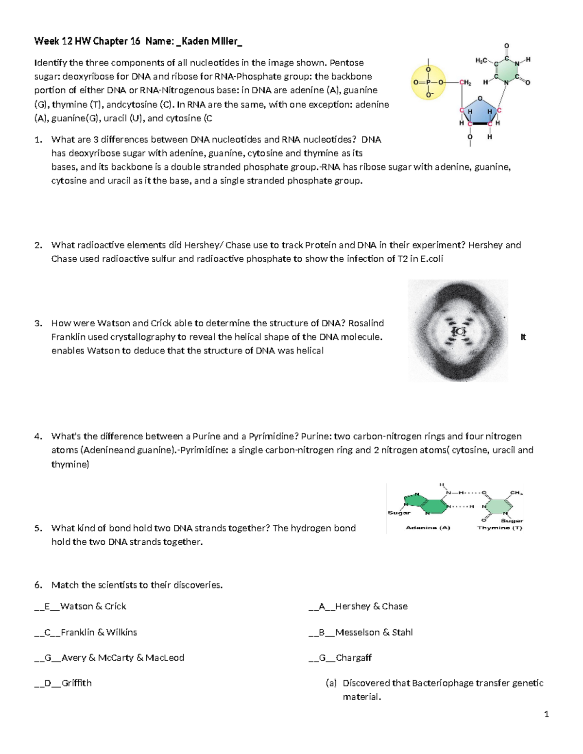 WEEK- 12-HW- Chapter 16 - Week 12 HW Chapter 16 Name: Kaden Miller ...