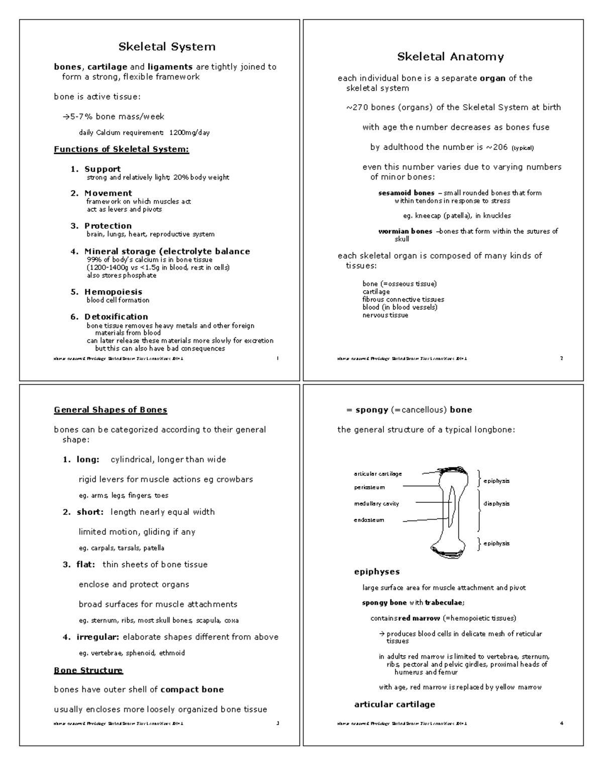 C.Skeletal System 2404 - Human Anatomy & Physiology: Skeletal System ...