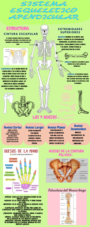 Esqueleto- Apendicular - El esqueleto apendicular esta formado por 126 ...