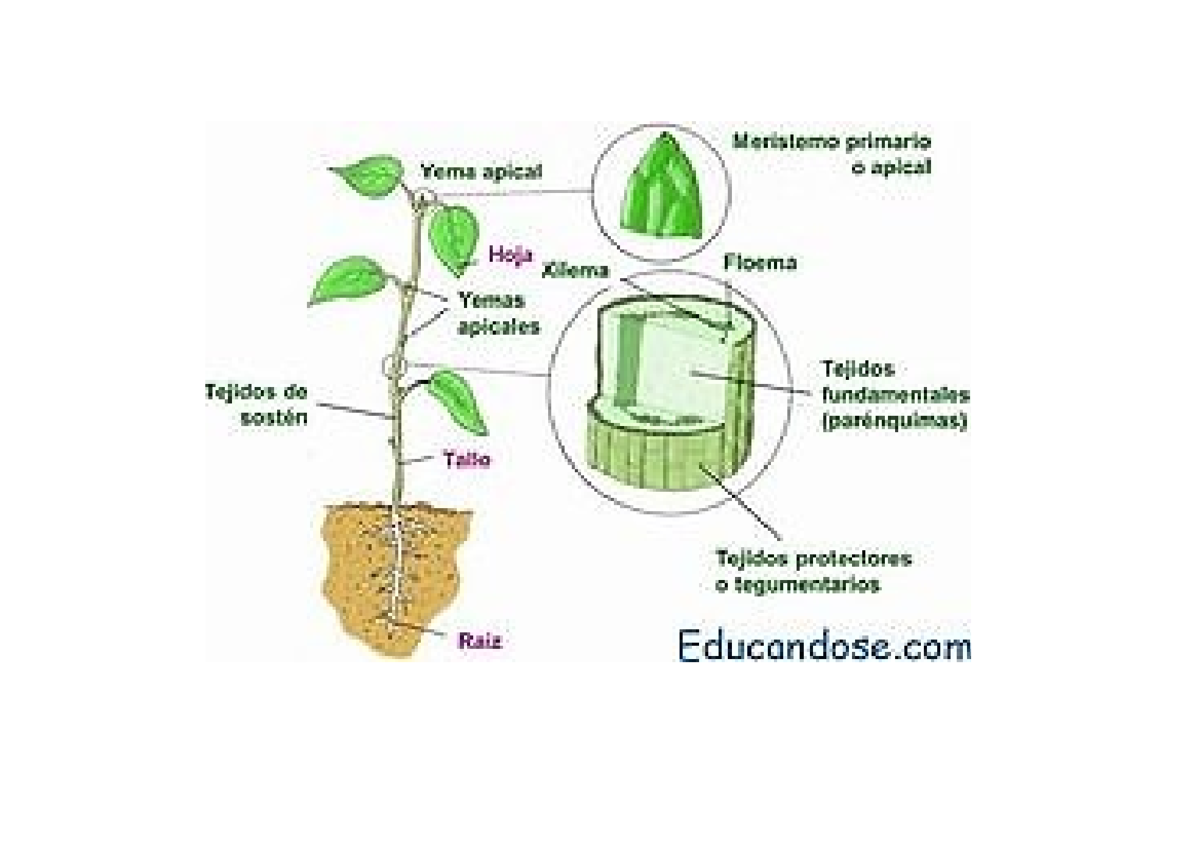 Planta - Biologia - Meristemo primario Yema apical o apical Hoja Allema ...