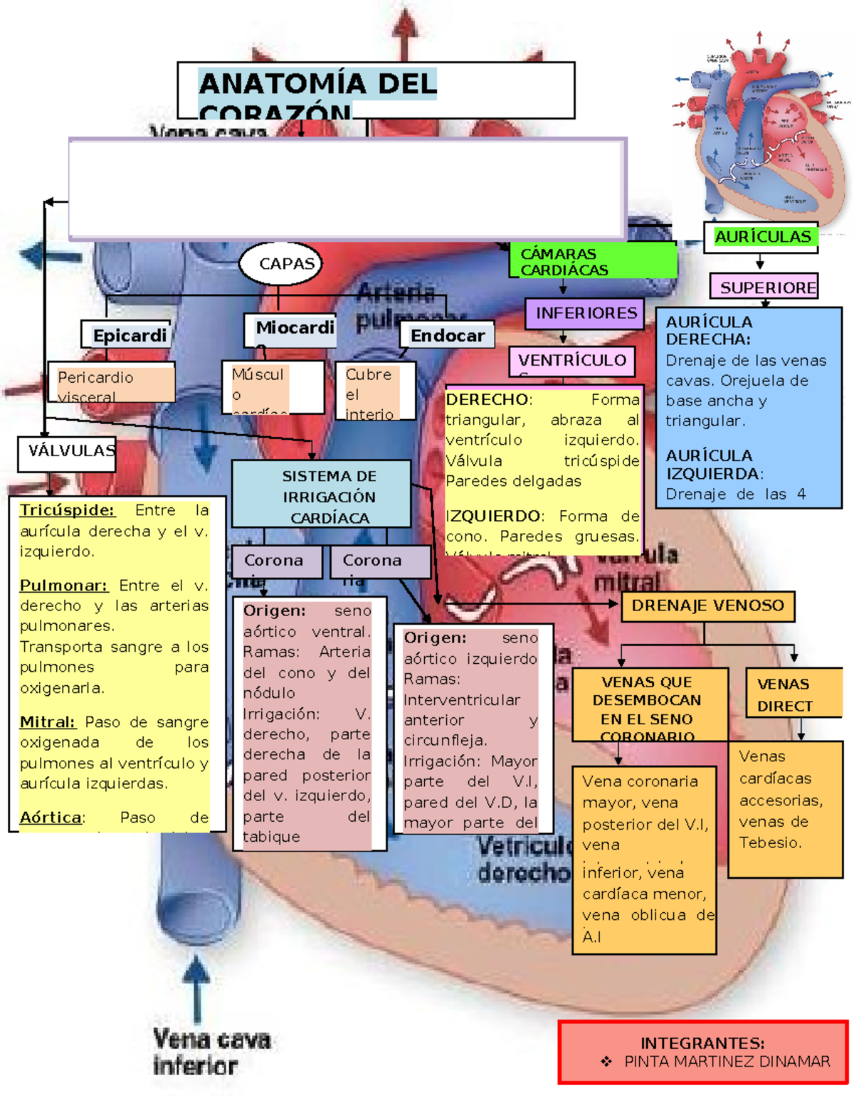 Anatomia DEL Corazon - reforzar conocimientos - CAPAS VÁLVULAS DRENAJE ...