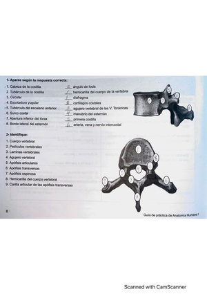 Recto - Resumen Anatomia Humana - Recto: es la porción pélvica del tubo ...