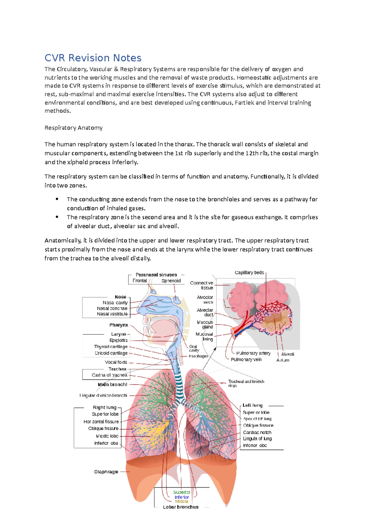 CVR notes Term 1 - CVR Revision Notes The Circulatory, Vascular ...