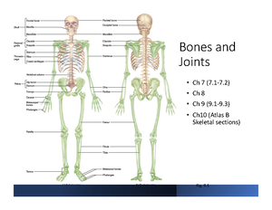 Muscles of the Trunk to Know - Axial Muscles 2: Muscles of the Trunk ...