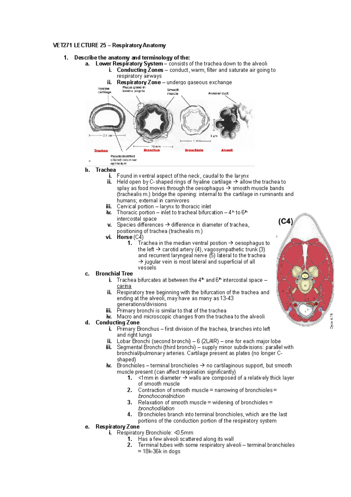 Noelle s Resp Anat NEW - Notes that cover in depth all about ...