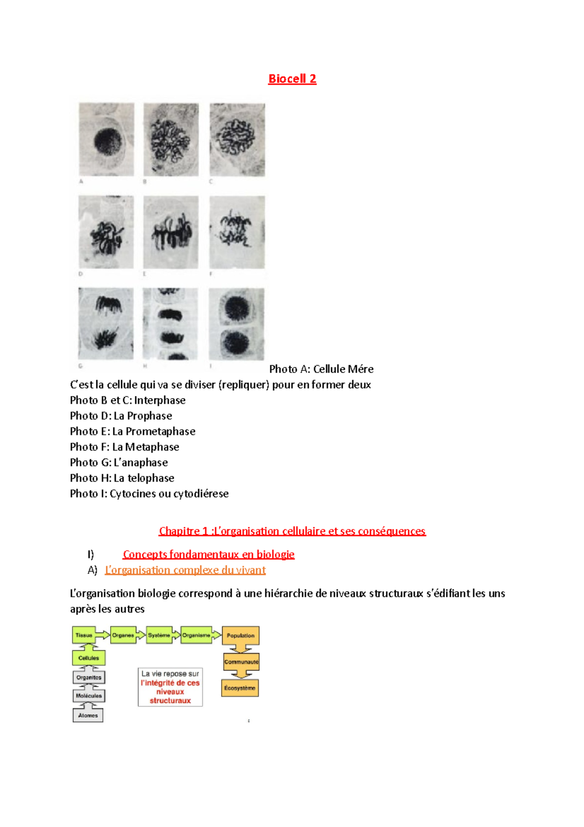 Biocell 2 - Tout le cours de L2 S4 - Biocell 2 Photo A: Cellule Mére C ...