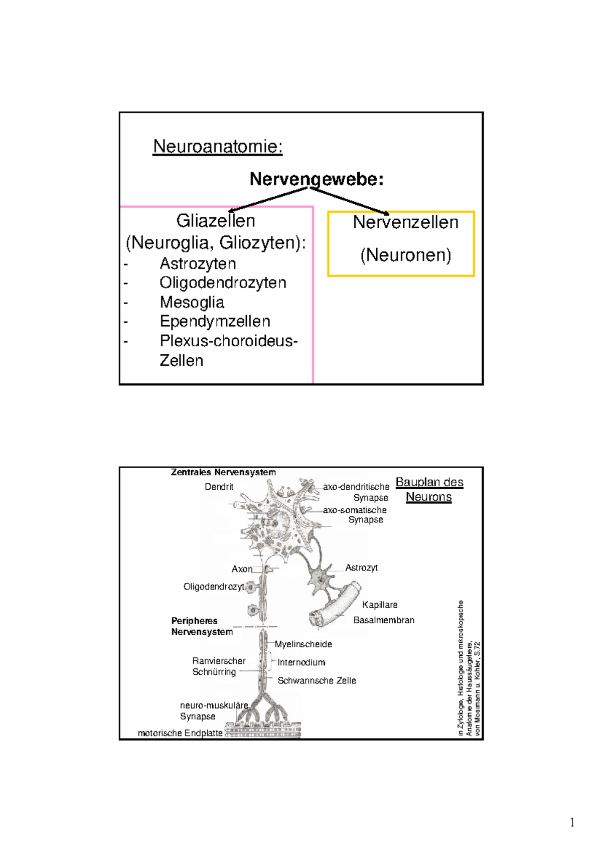 Nerven III - skript - Neuroanatomie: Nervengewebe: Nervenzellen ...
