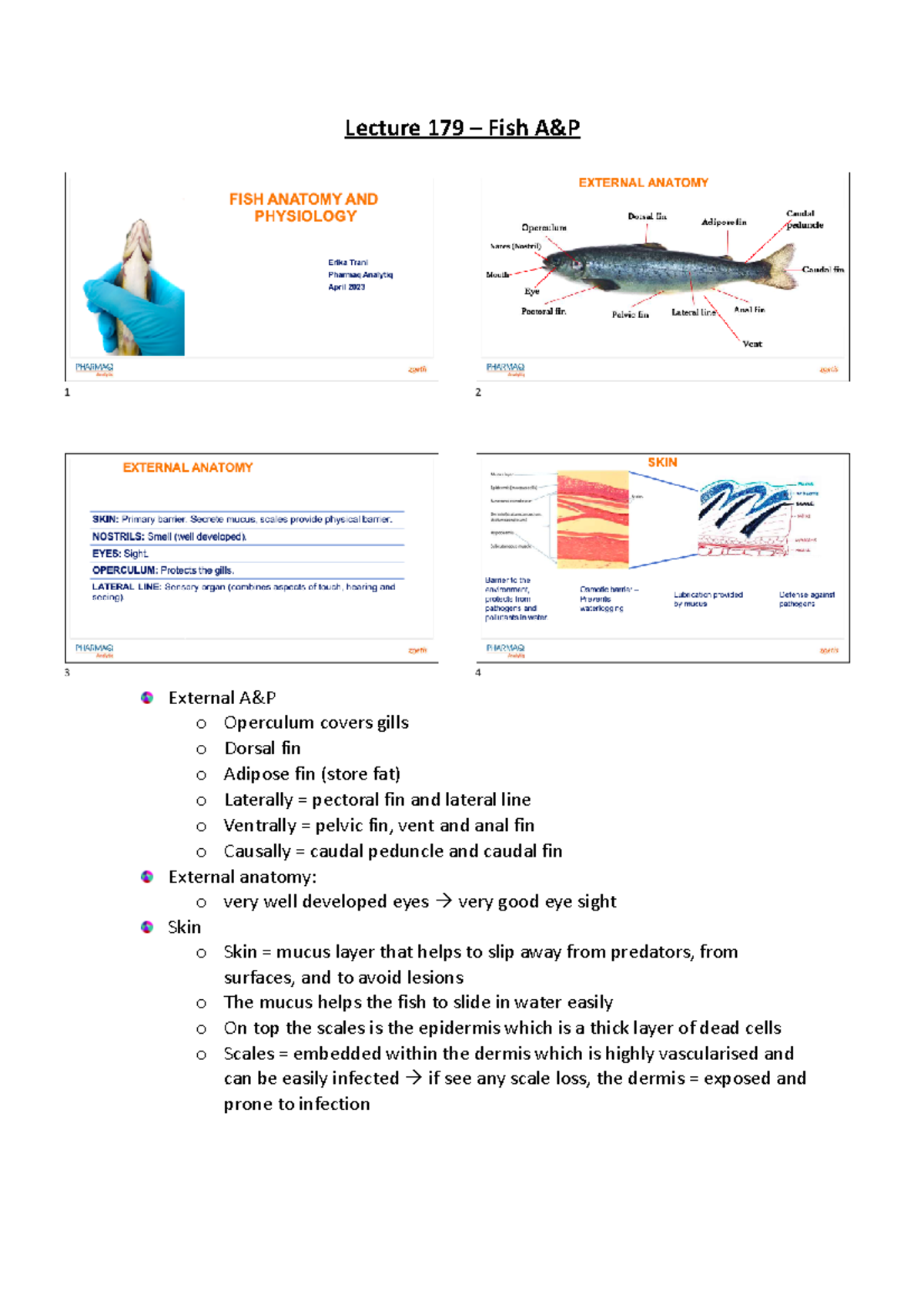 Lecture 179 – Fish A&P. - Lecture 179 – Fish A&P External A&P o ...