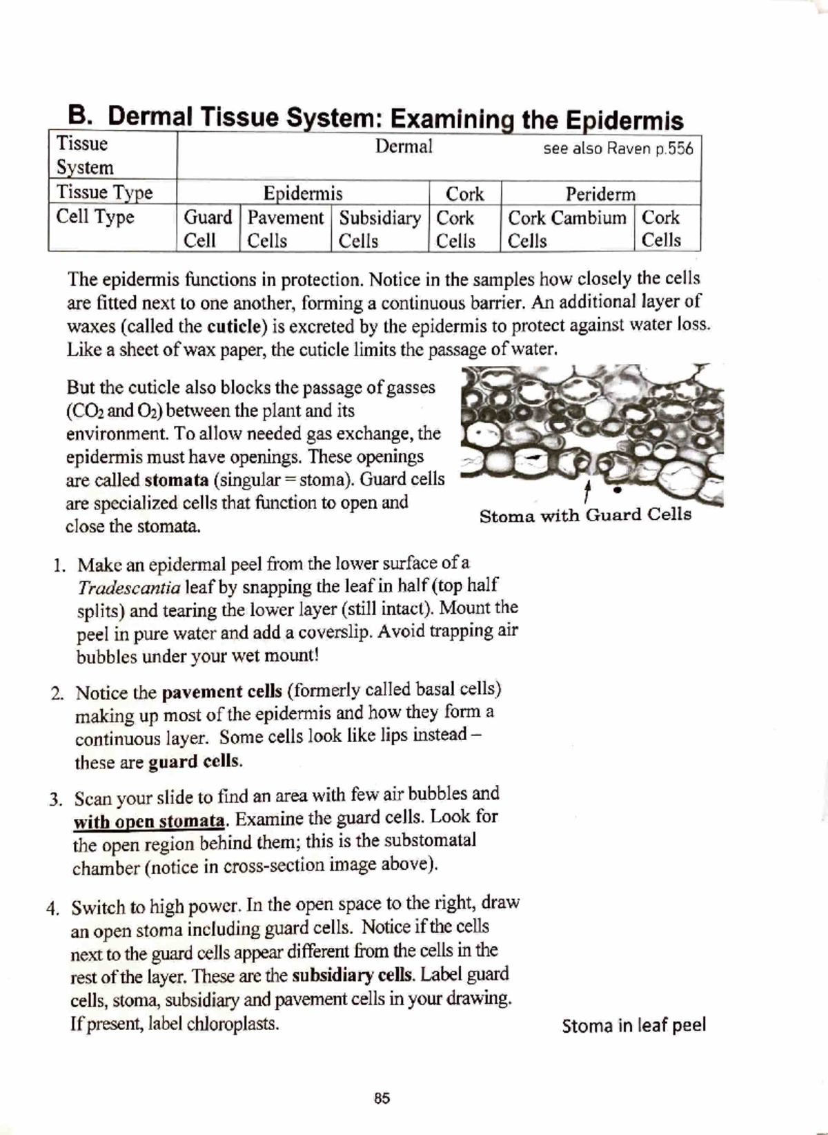 Lab 5: Leaves and Intro to Tissues - BIOLOGY/ BOTANY 130 - Studocu