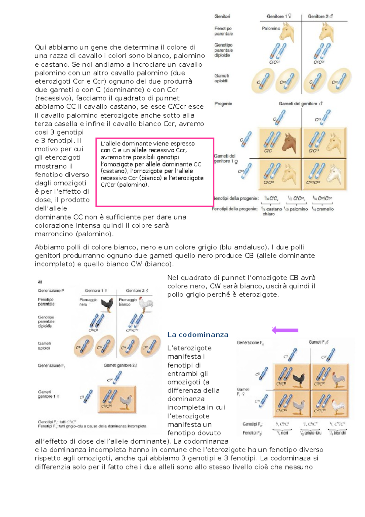 Continuo alleli multipli Codominanza - Qui abbiamo un gene che ...