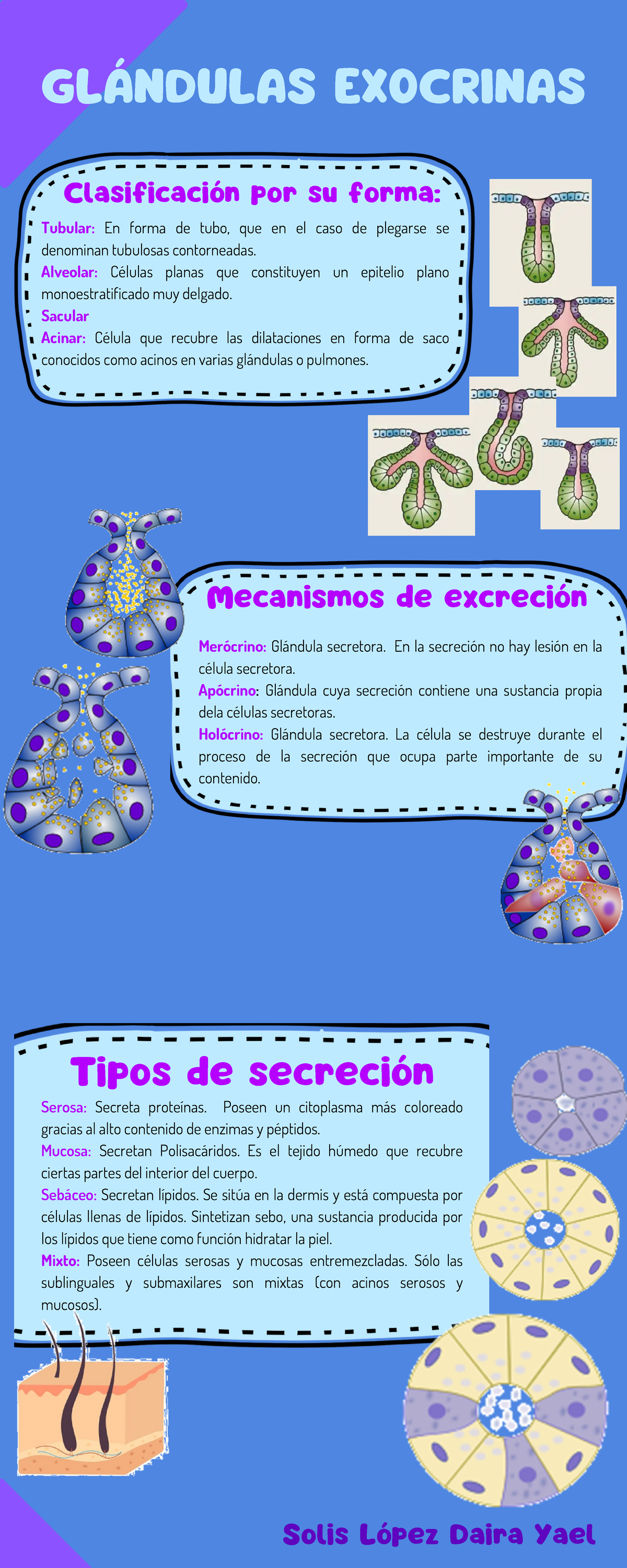 Infografia Tejido Epitelial - GLÁNDULAS EXOCRINAS Clasificación por su ...