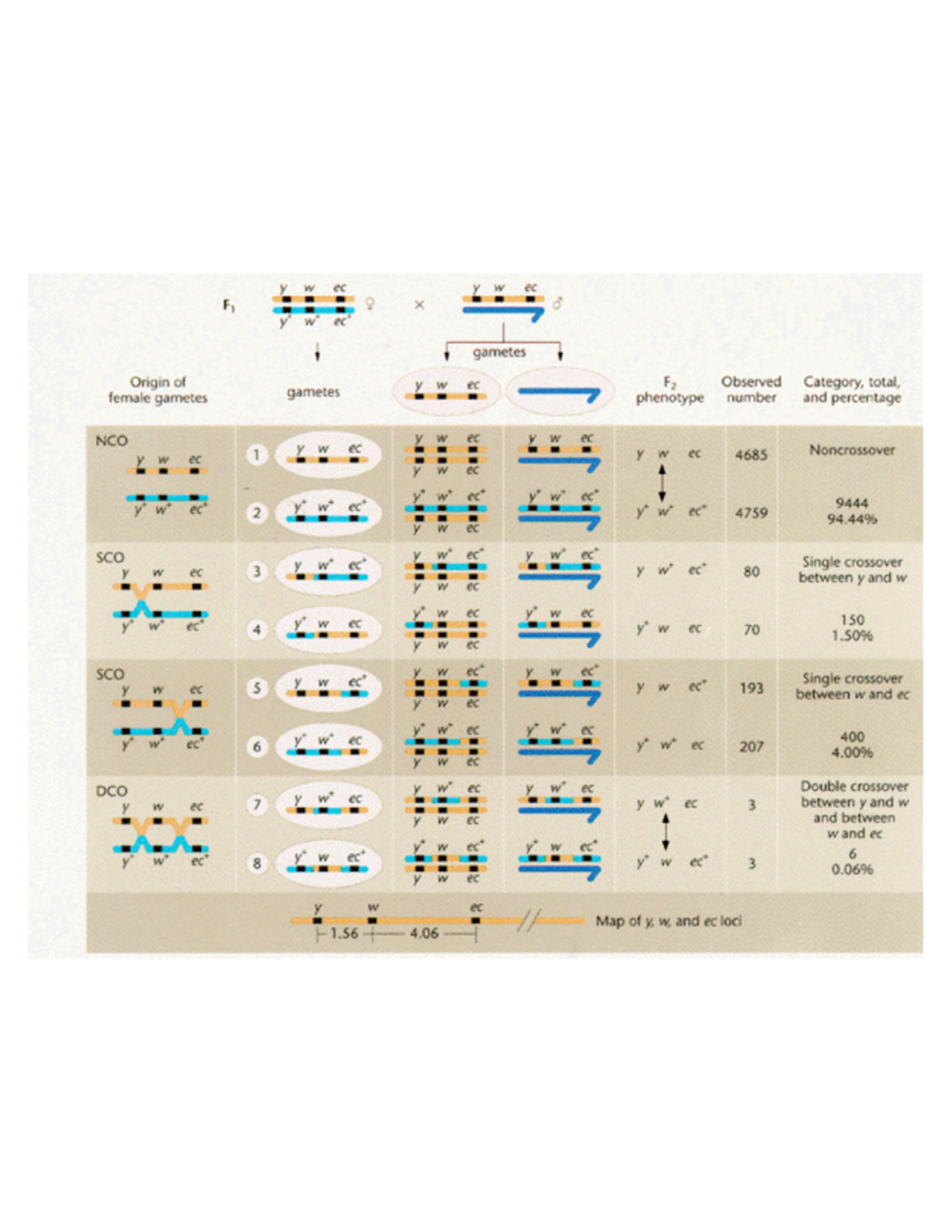3 pt genetic cross Chap 7 - PCB 3063 - FAU - Studocu