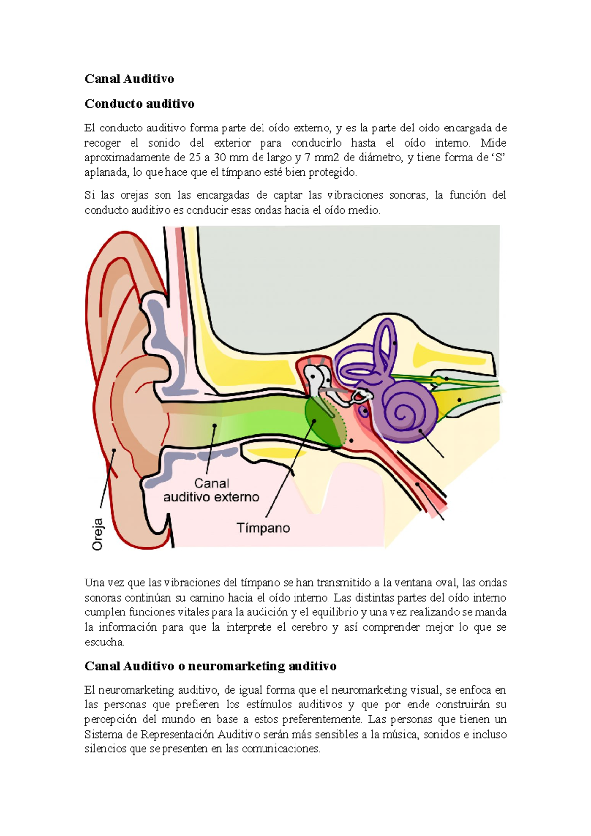 Canal Auditivo - Canal Auditivo Conducto auditivo El conducto auditivo ...