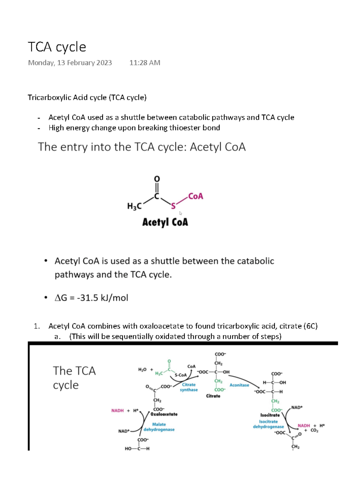 Respiration 12 - Tricarboxylic Acid cycle (TCA cycle) Acetyl CoA used ...