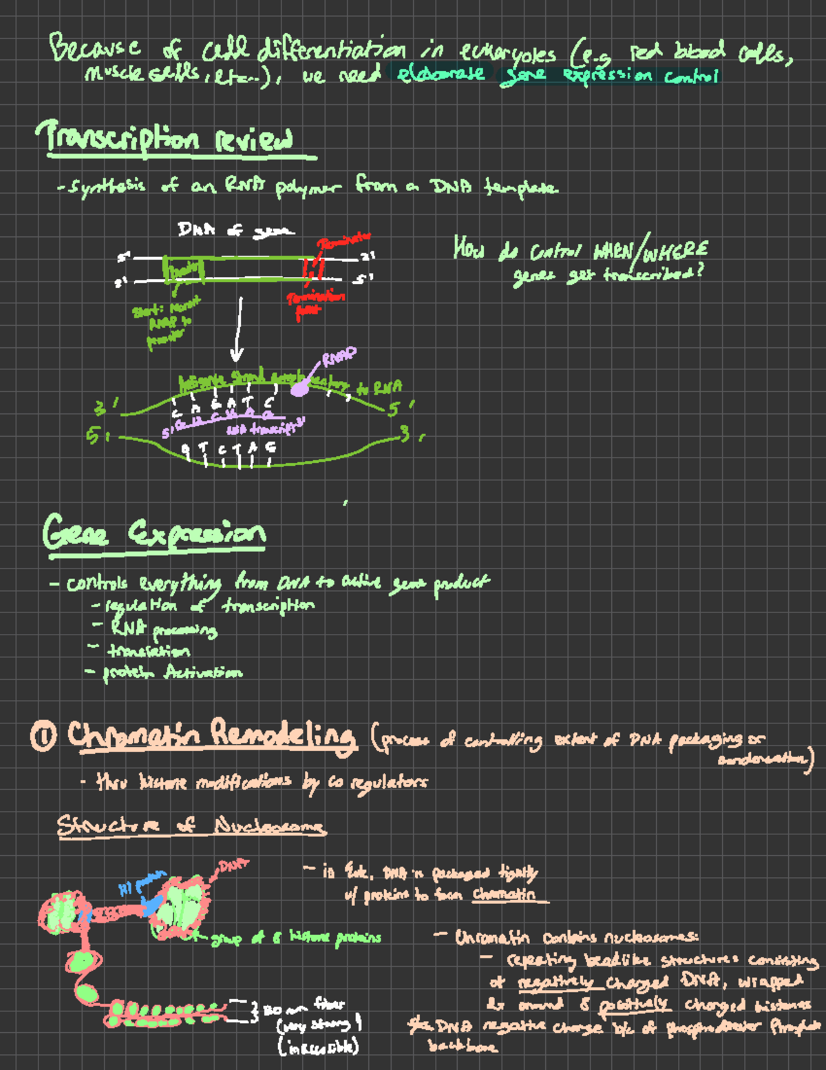 Lecture 14 15 Gene Expression - Biology 172 - U-M - Studocu