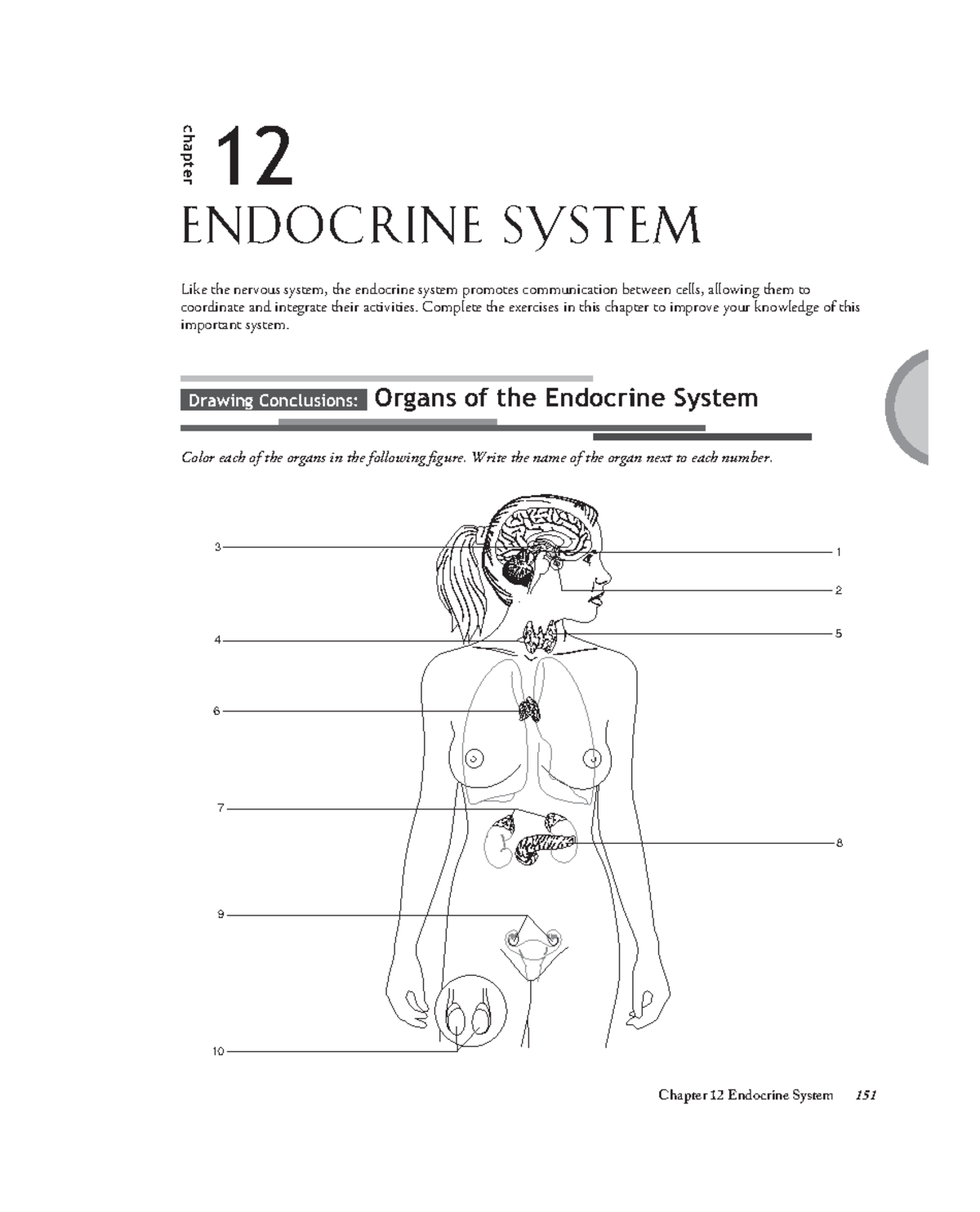 Worksheet on Endocrine system - chapter 12 ENDOCRINE SYSTEM Like the ...