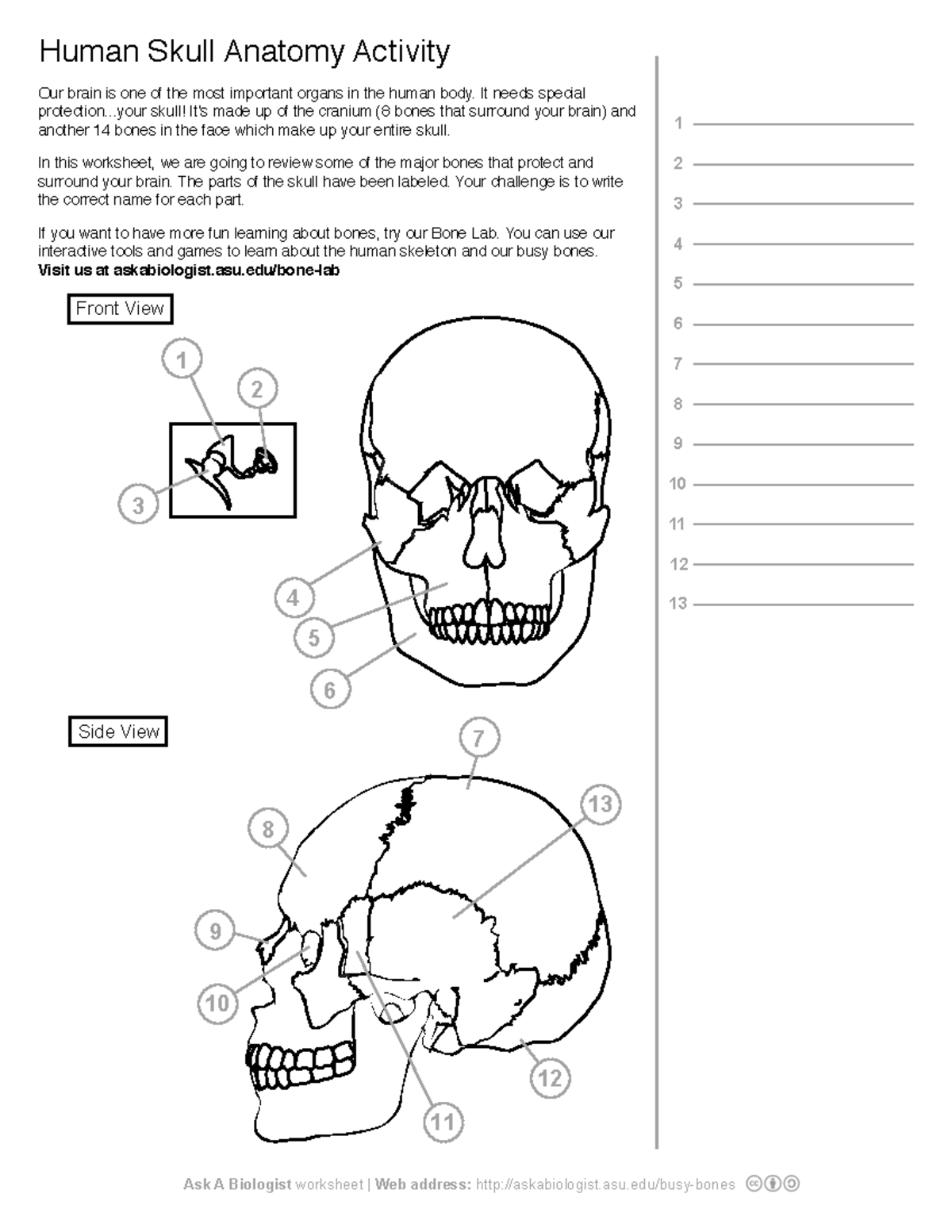 AAB Human Skull Anatomy Activity 1 2 3 4 5 6 7 8 9 10 11 12 13 Human
