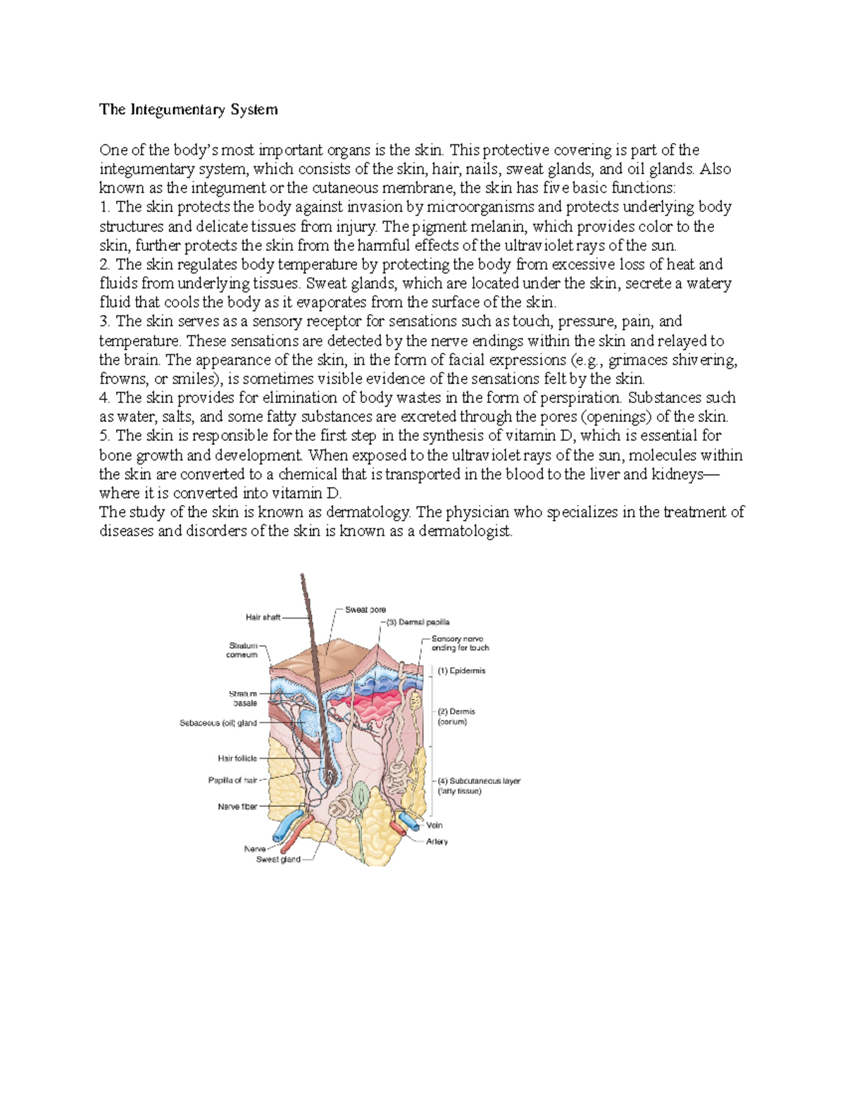 The Integumentary System - HSCS 461 - Studocu