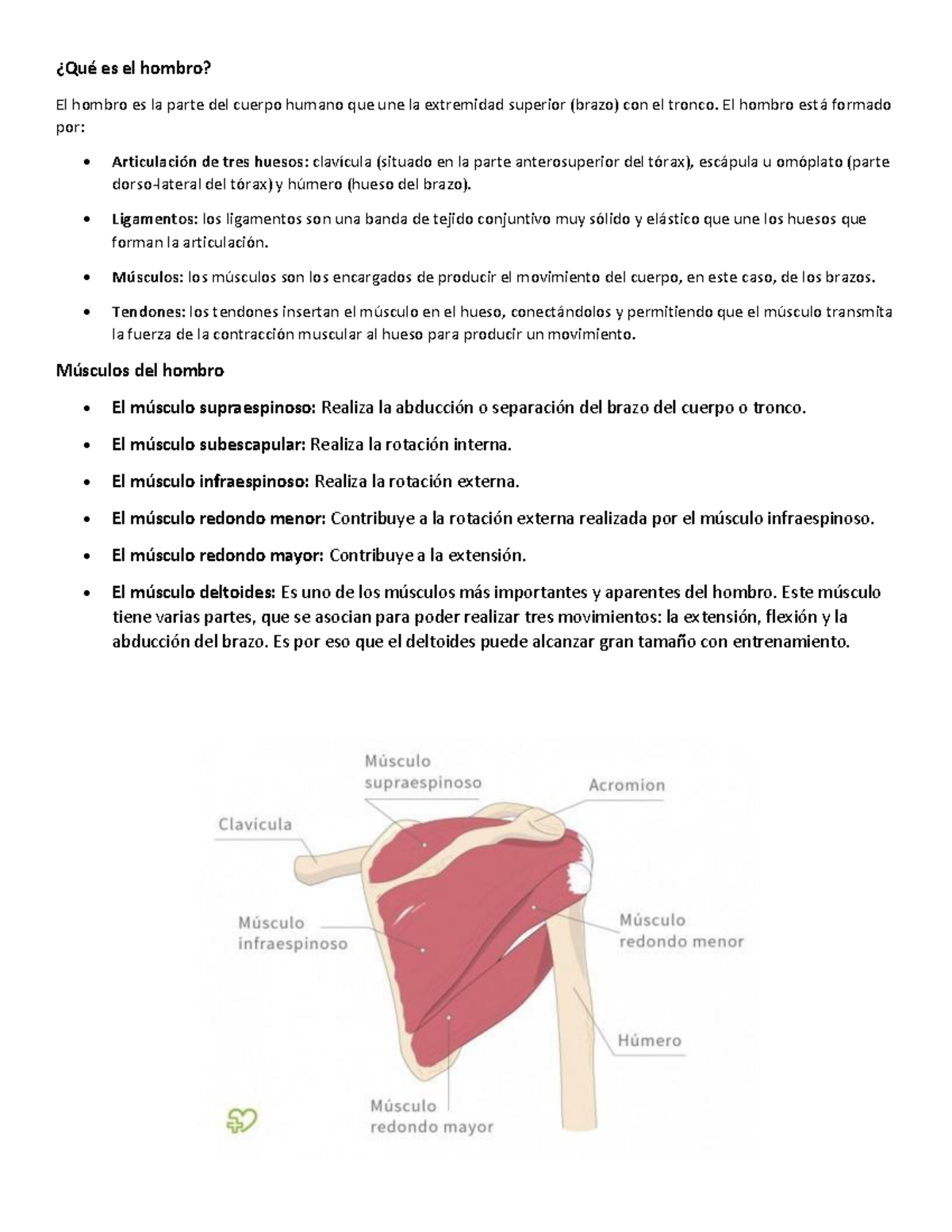 Hombro - Honbro - ¿Qué es el hombro? El hombro es la parte del cuerpo ...