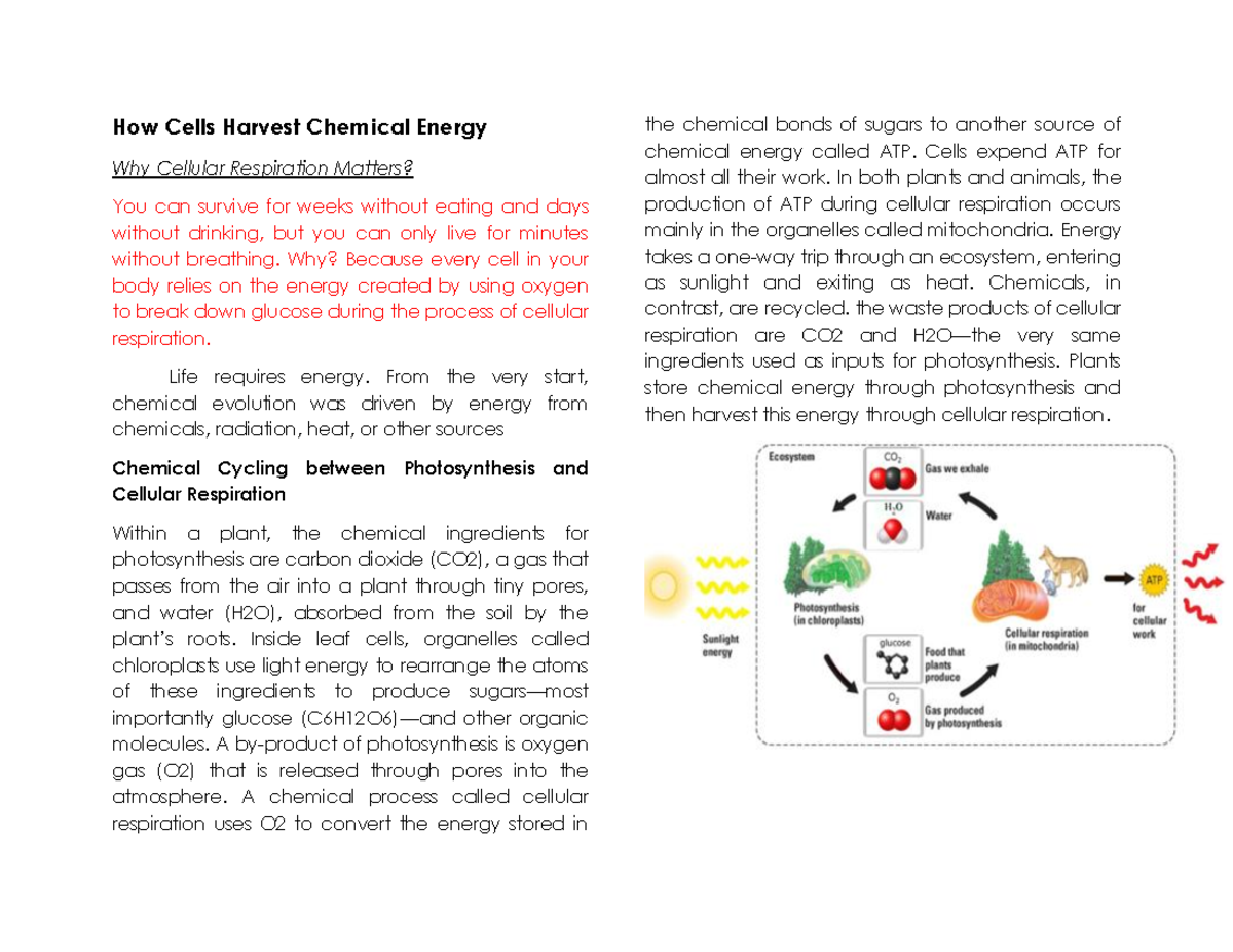 How-Cells-Harvest-Chemical-Energy - How Cells Harvest Chemical Energy ...
